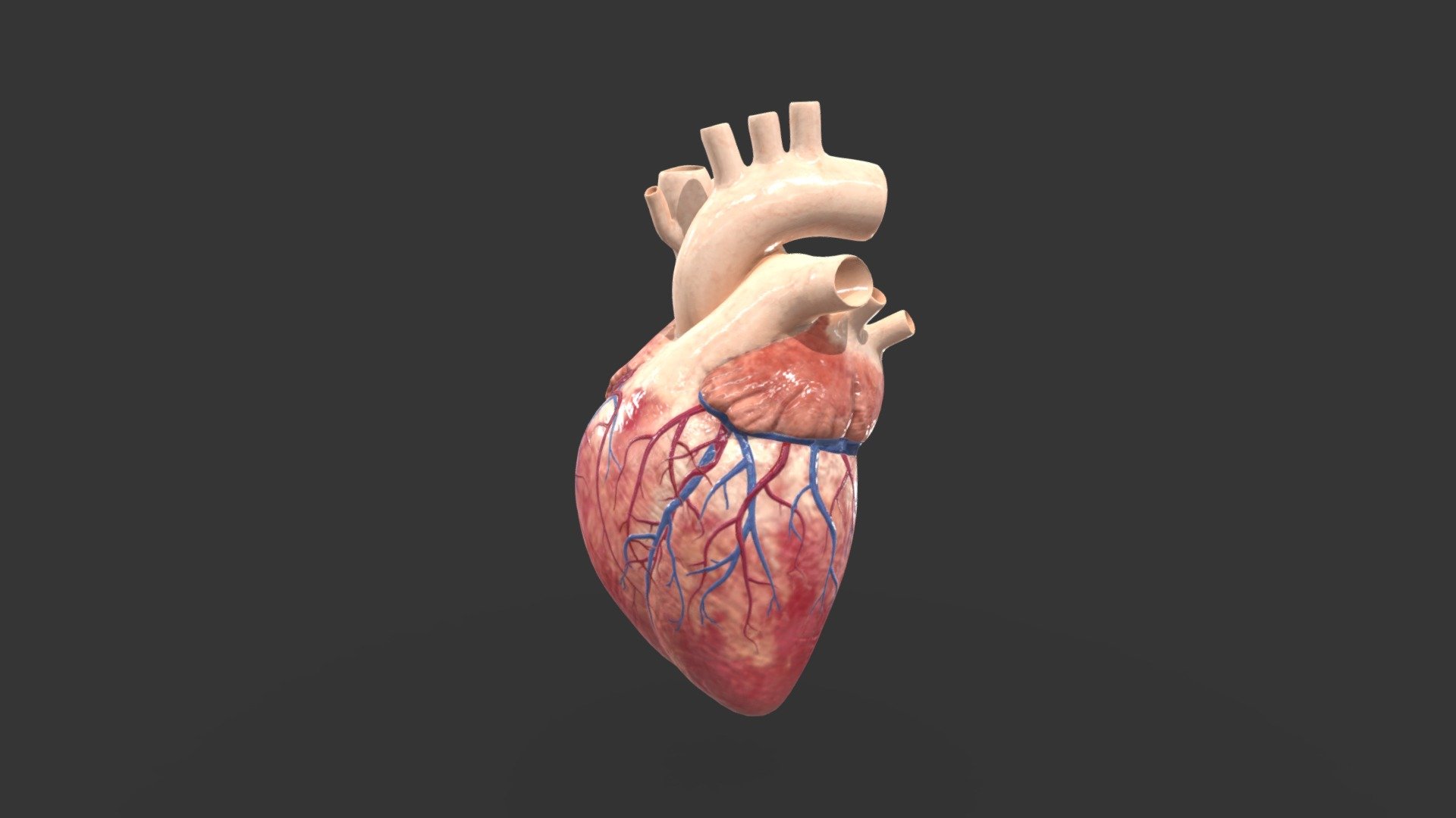 3D human heart anatomy - 3D model by Thang Duc (@ducthangan09) [2264b96 ...