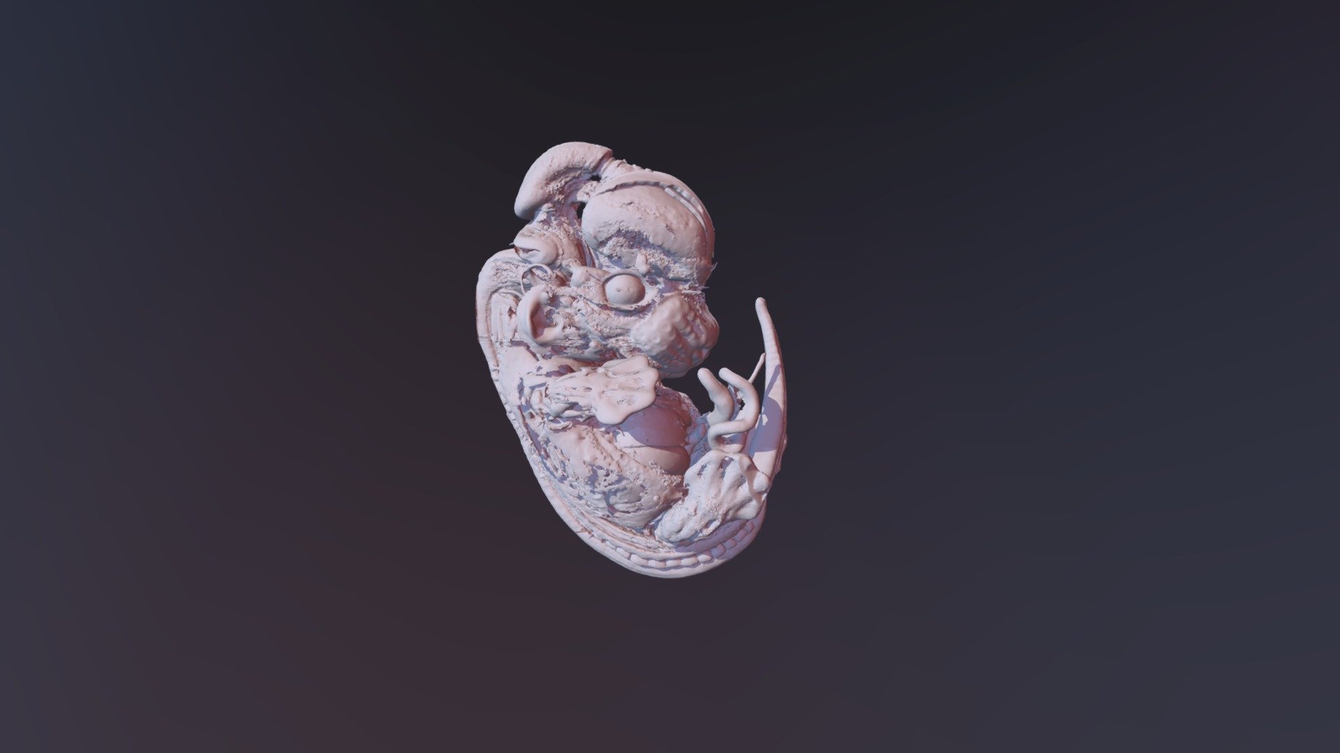 Embryo Mesh - 3D model by DRVISION (@Aivia) [2265c7c] - Sketchfab