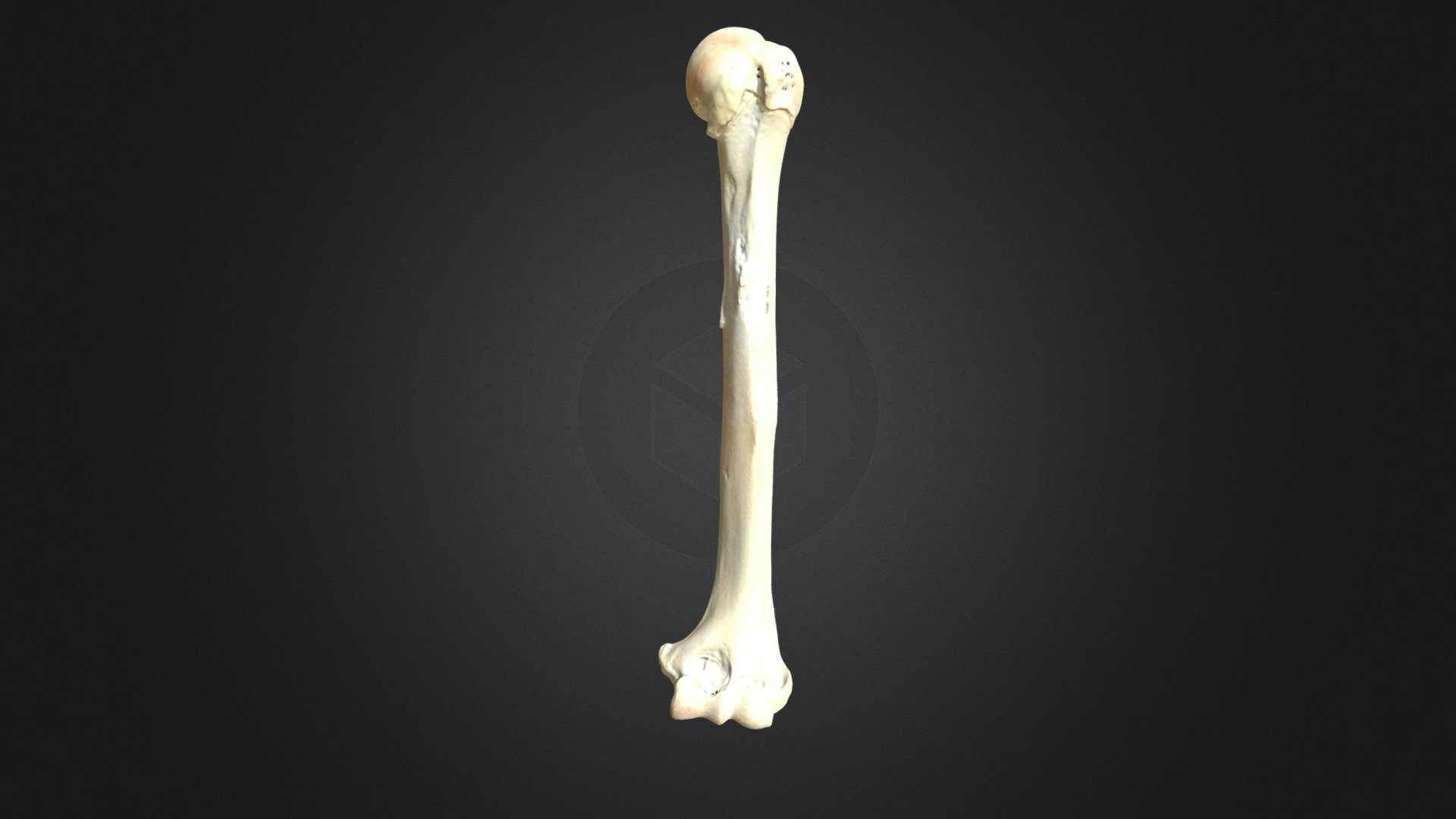 Gorilla gorilla gorilla, humerus (left forelimb) - 3D model by Museu de ...