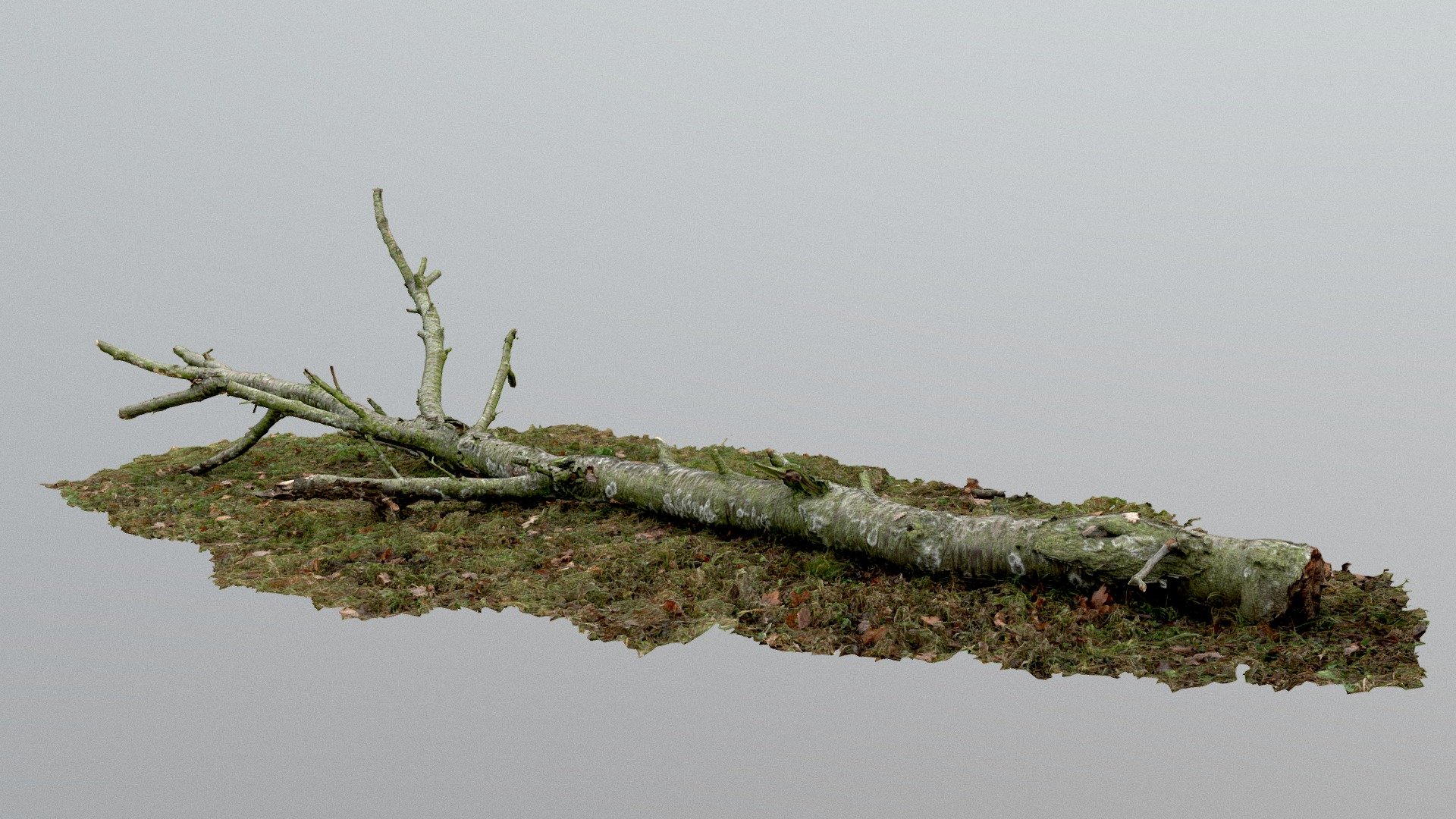 Felled tree - Buy Royalty Free 3D model by kubacpetr [226b070 ...