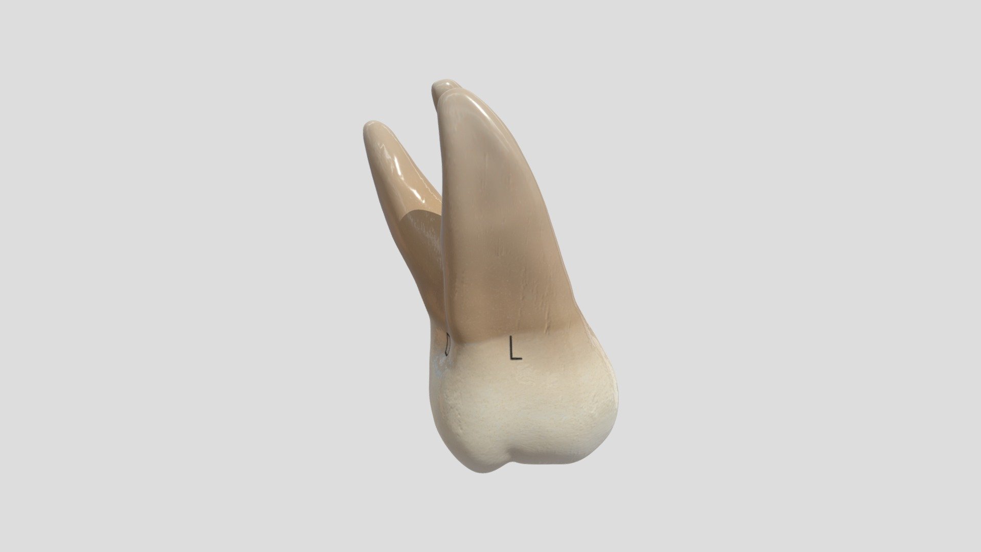 tooth15 - 3D model by peffedu [226bd92] - Sketchfab