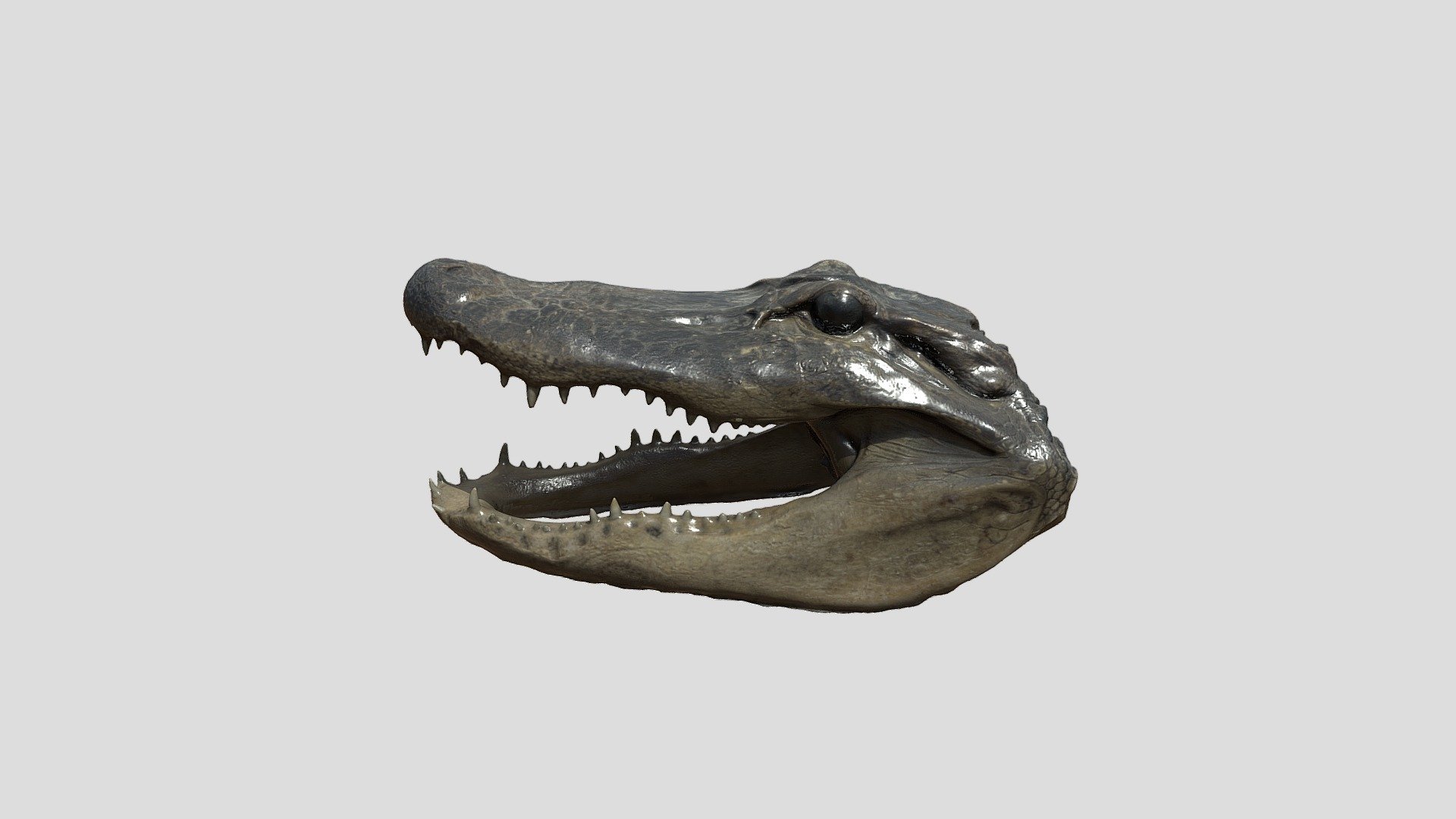 Crocodile Head (Photogrammetry) - 3D model by Ryan_Kidney (@kidney2002 ...