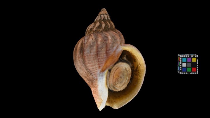 Snail 3D models - Sketchfab