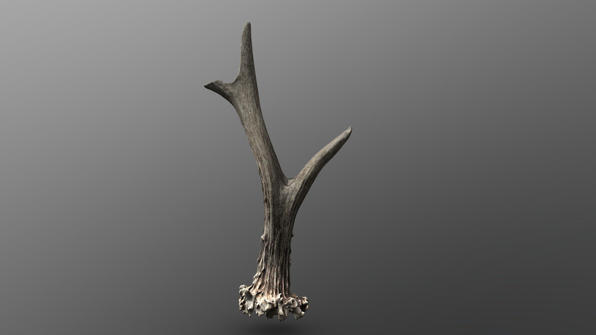 Antler Capreolus capreolus - Buy Royalty Free 3D model by John (@enar ...