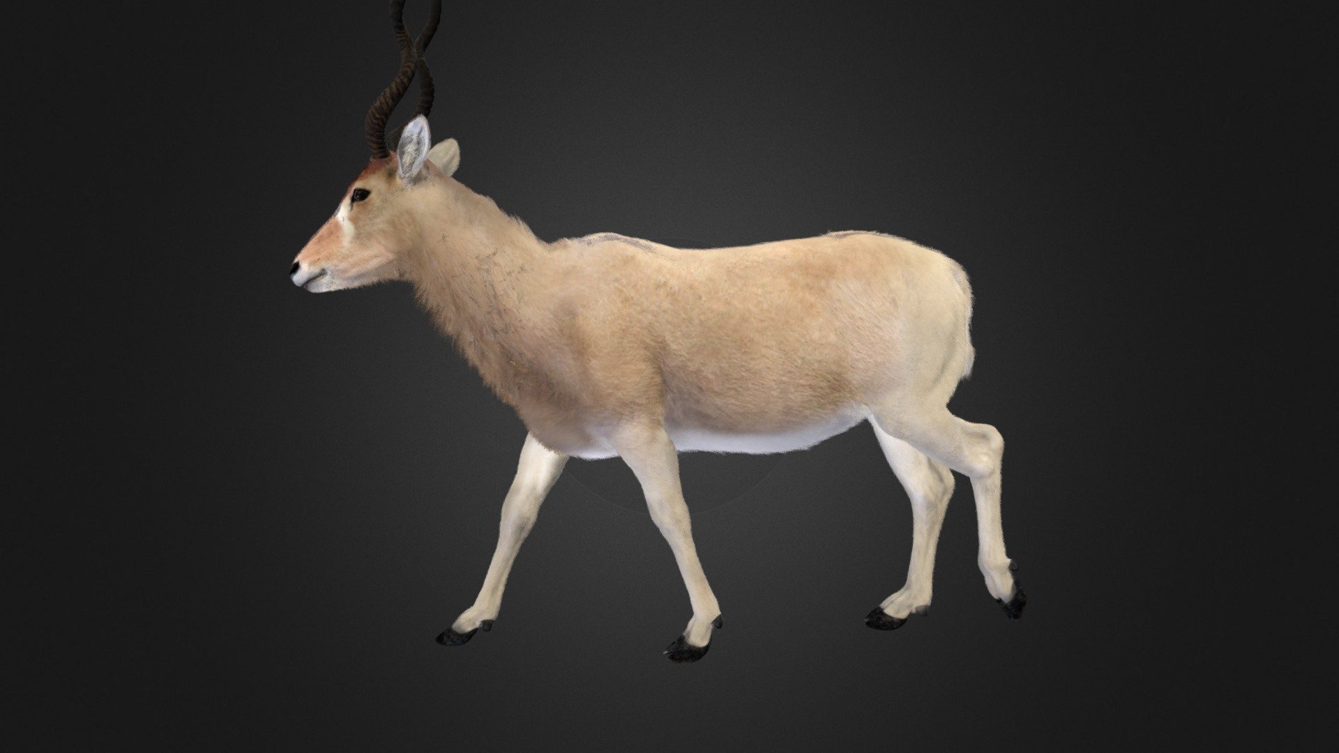 Addax Antelope Realistic - 3D model by Kiwi (@kiwi.cg6868) [227bc53] - Sketchfab