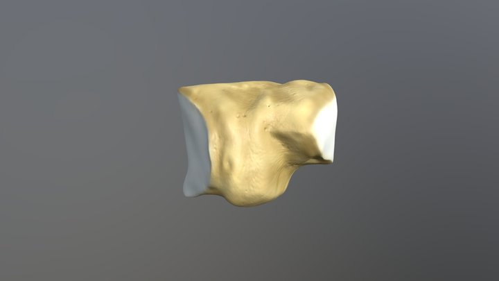Cuboid_bone 3D models - Sketchfab