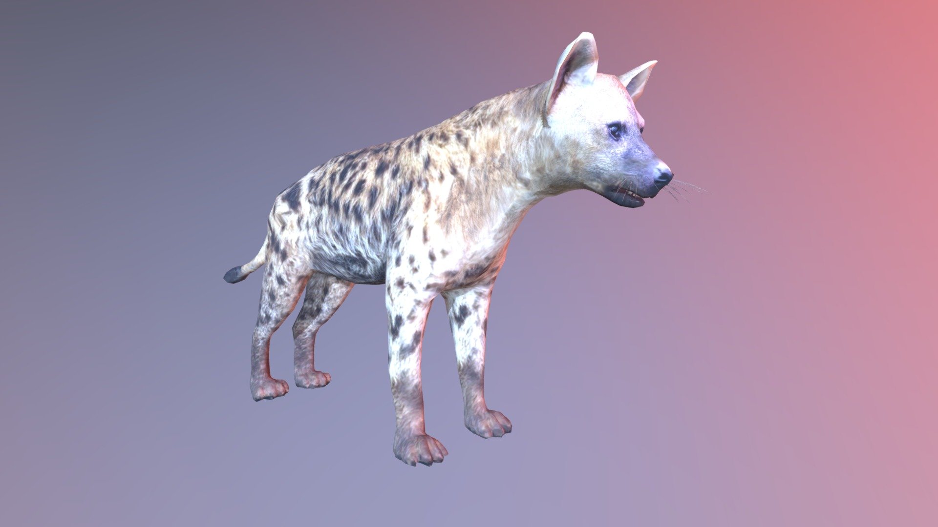 Hyena - Buy Royalty Free 3D model by 3dlowpoly [2282f97] - Sketchfab Store