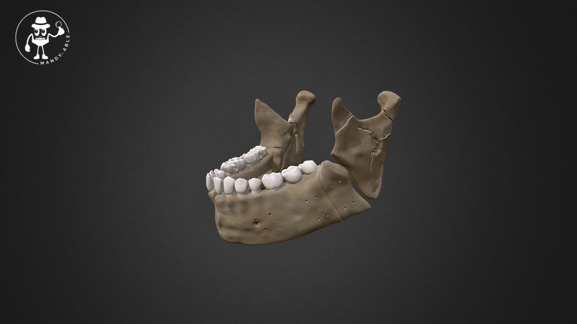 Case Study - 3D model by Doha Abualhija (@mandibleid) [2285b9f] - Sketchfab