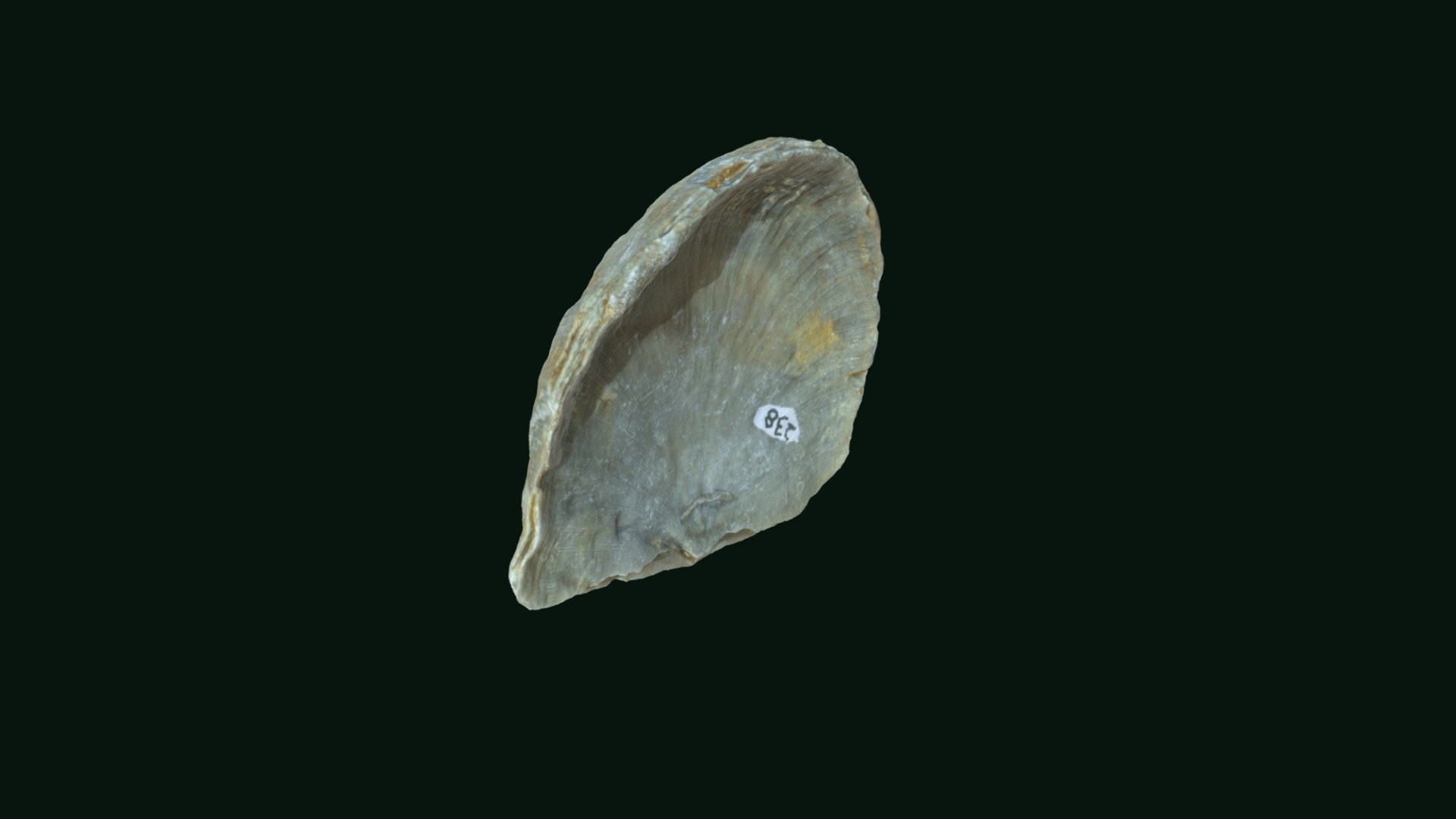 Rafinesquina alternata (Brachiopod) - Buy Royalty Free 3D model by ...
