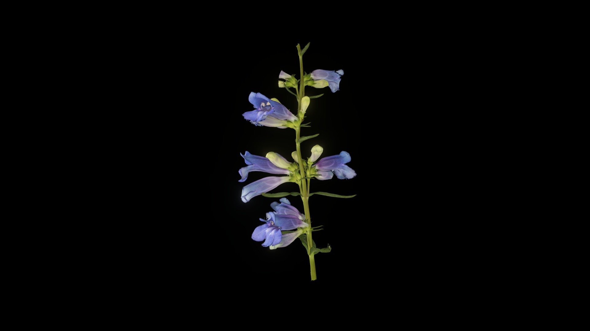 Penstemon heterophyllus (Foothill beardtongue) - 3D model by Cal Poly ...