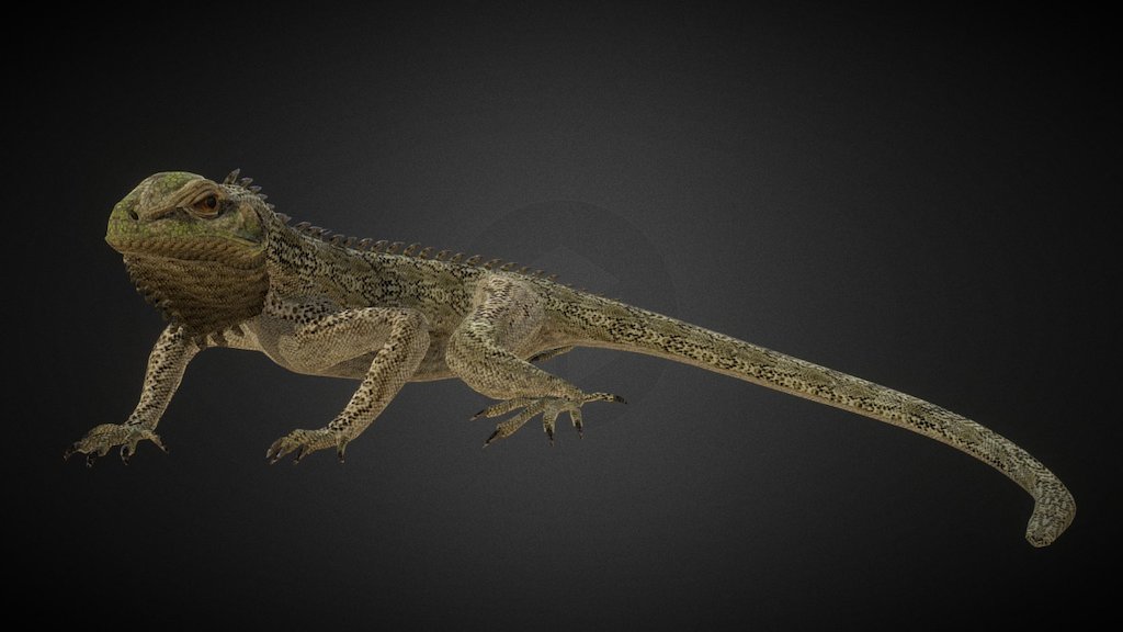 Iguana Rigged (low poly) - 3D model by Cordy [2290f08] - Sketchfab