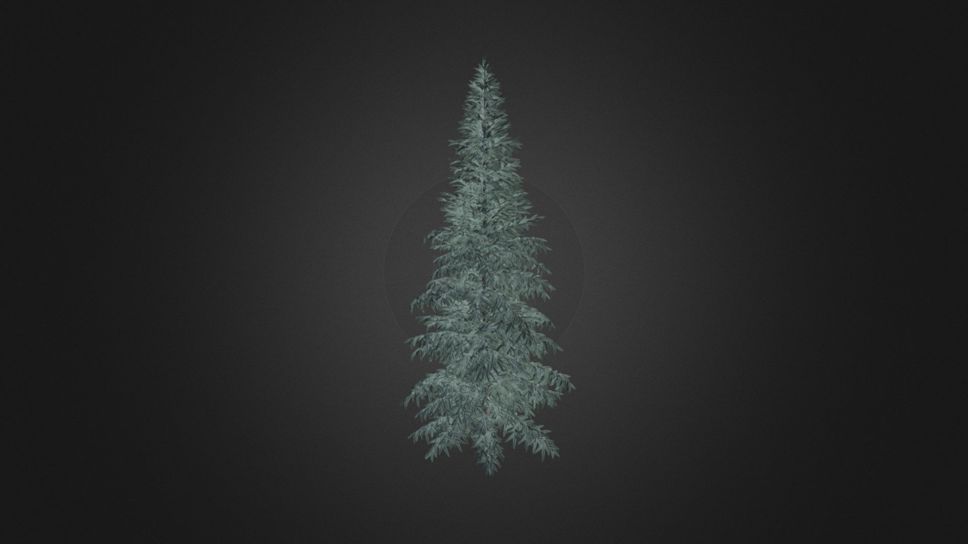 Spruce Tree 3D Model 8m - Buy Royalty Free 3D model by cgaxis [2297e35 ...