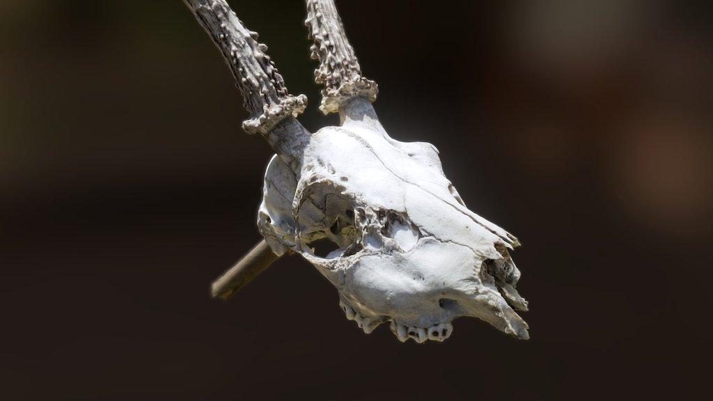 Skull of a Roebuck - 3D model by Erik Schytt Mannerfelt (@ErikSH ...