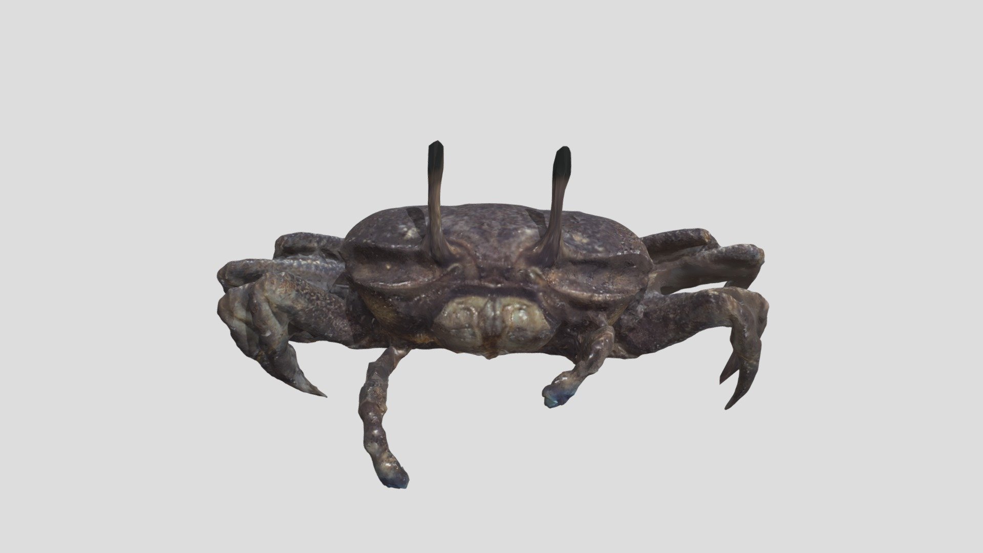 FIDDLER CRAB FEMALE - Download Free 3D model by Sawaporn Tipparat ...