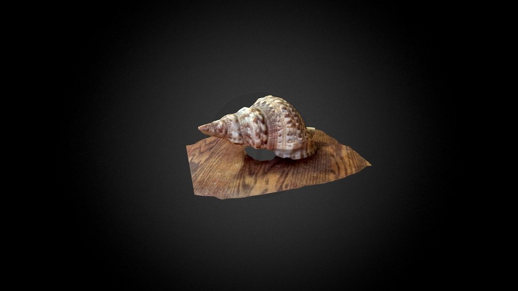 Photogrammetry of sea shell - 3D model by ぢ (@dipesh) [22a0ea2] - Sketchfab