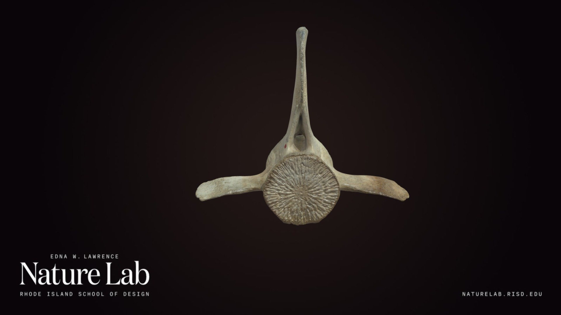 Whale Vertebra - Download Free 3D model by RISD Nature Lab ...