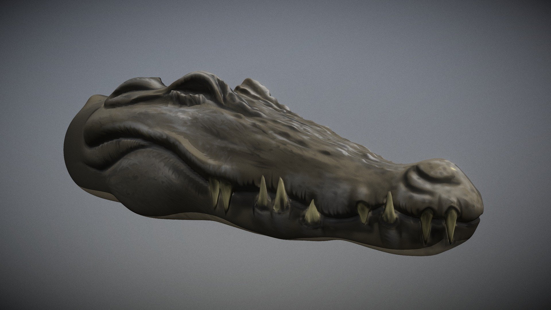 Crocodile Head - Download Free 3D model by zbszekesi (@slommyman2004 ...