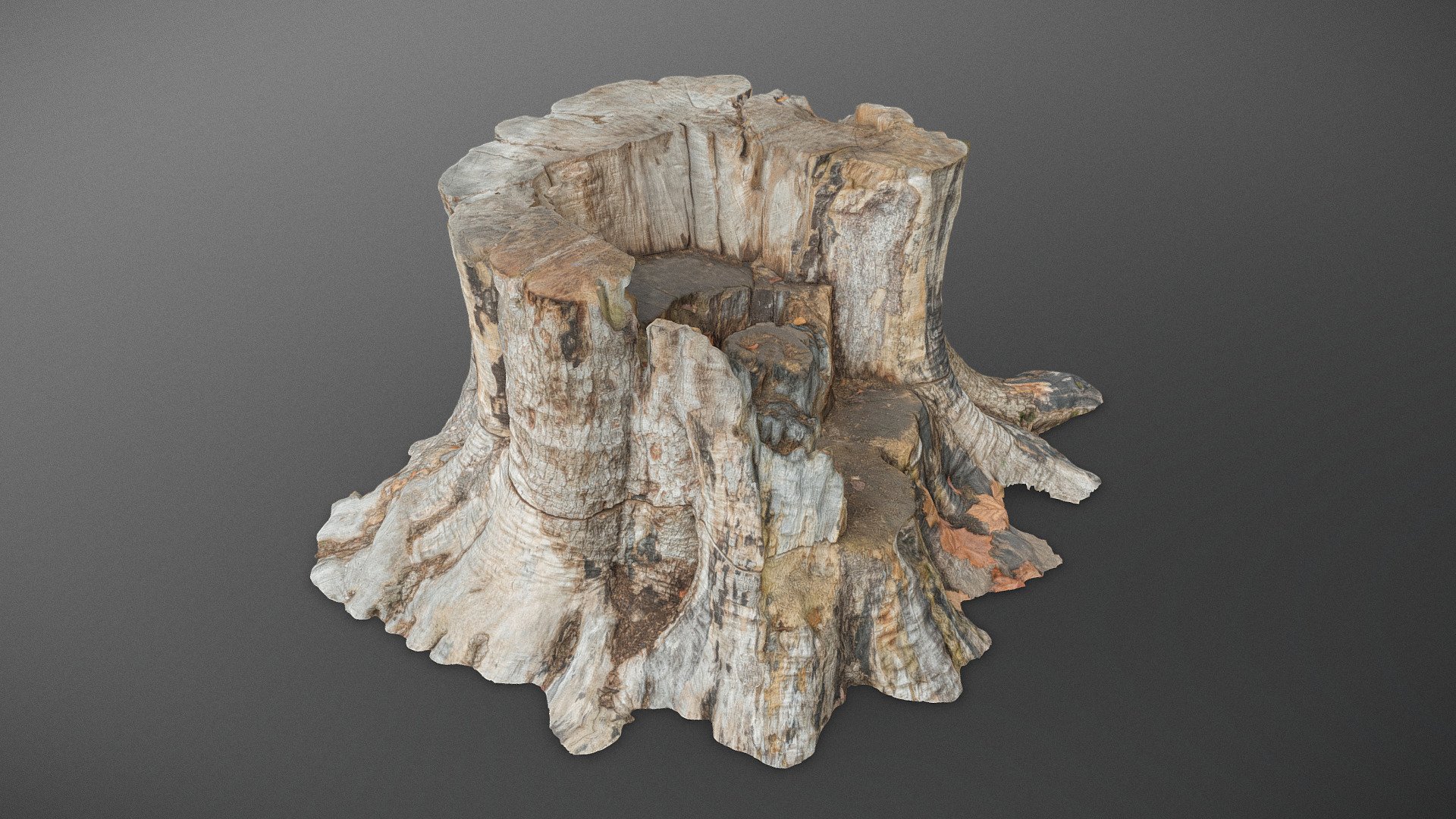 Grand oak stump - Buy Royalty Free 3D model by matousekfoto [22a5340 ...