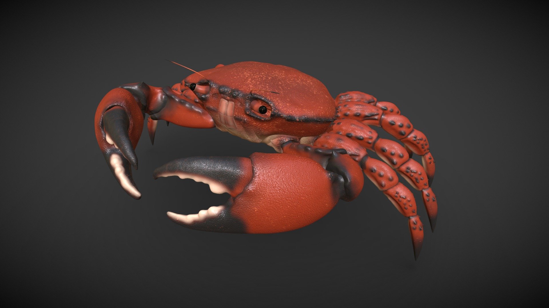 Crab - 3D model by cyndyk_ids [22aa3cf] - Sketchfab