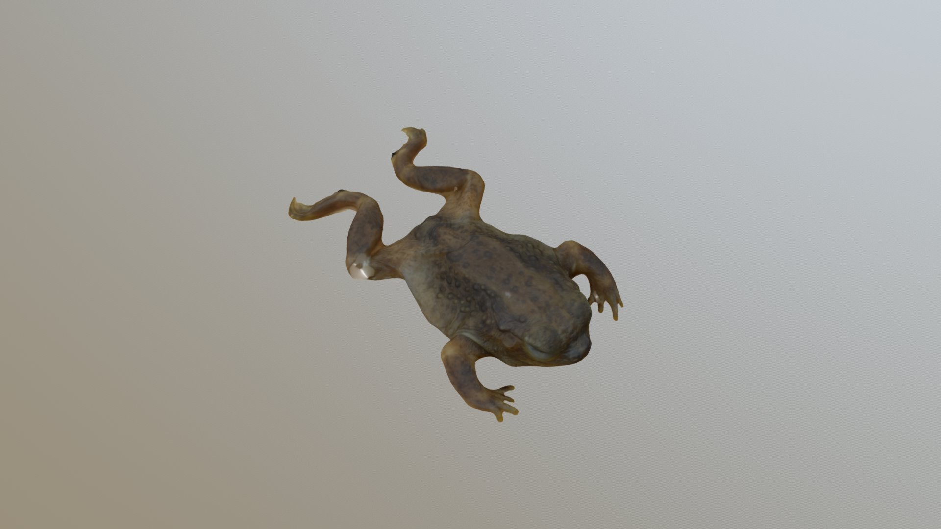 S Intermontanus Model High FBX - 3D model by mlaslo9 [22ad60b] - Sketchfab