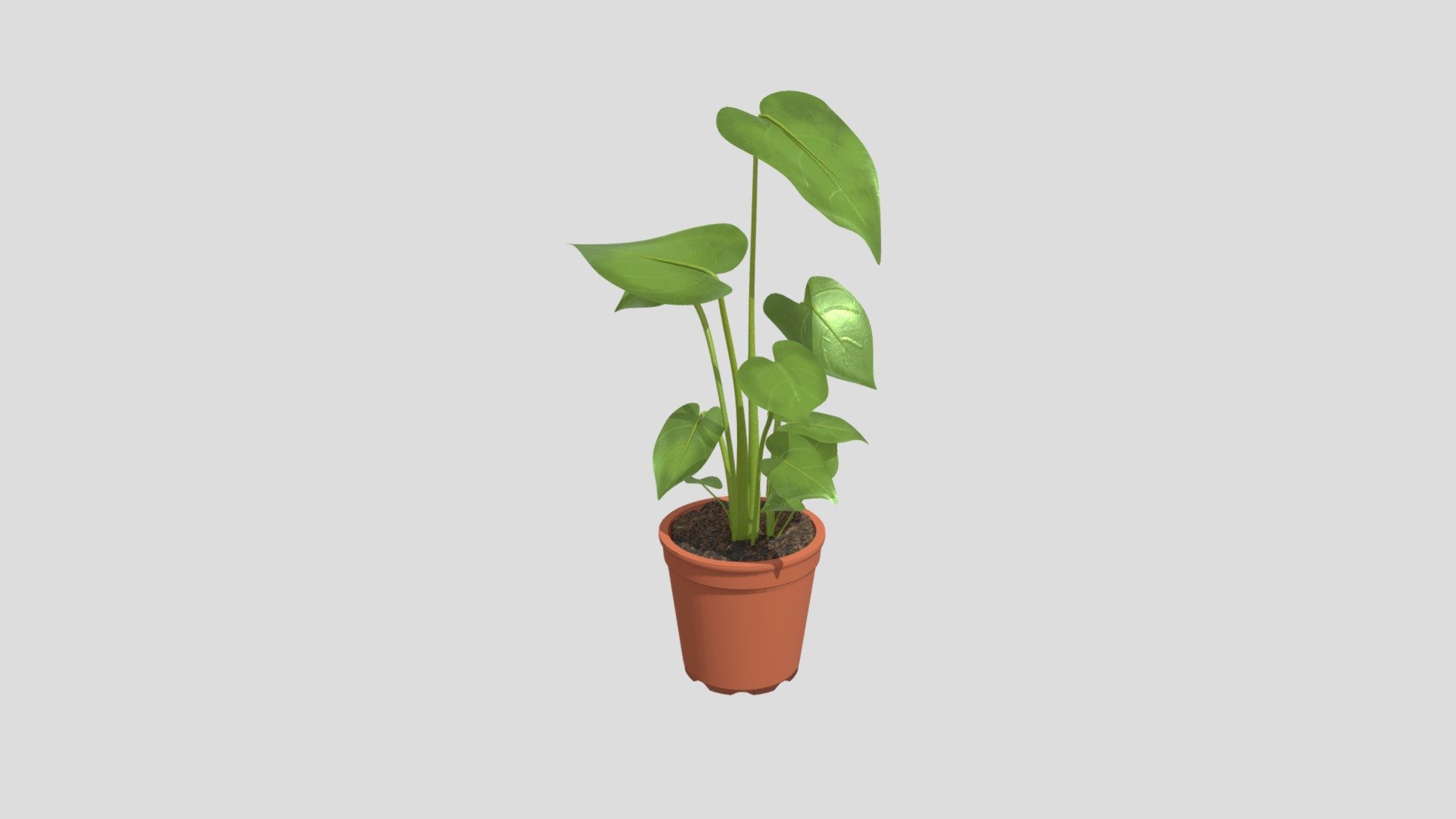 Monstera deliciosa - Buy Royalty Free 3D model by 3DImaginationHub ...