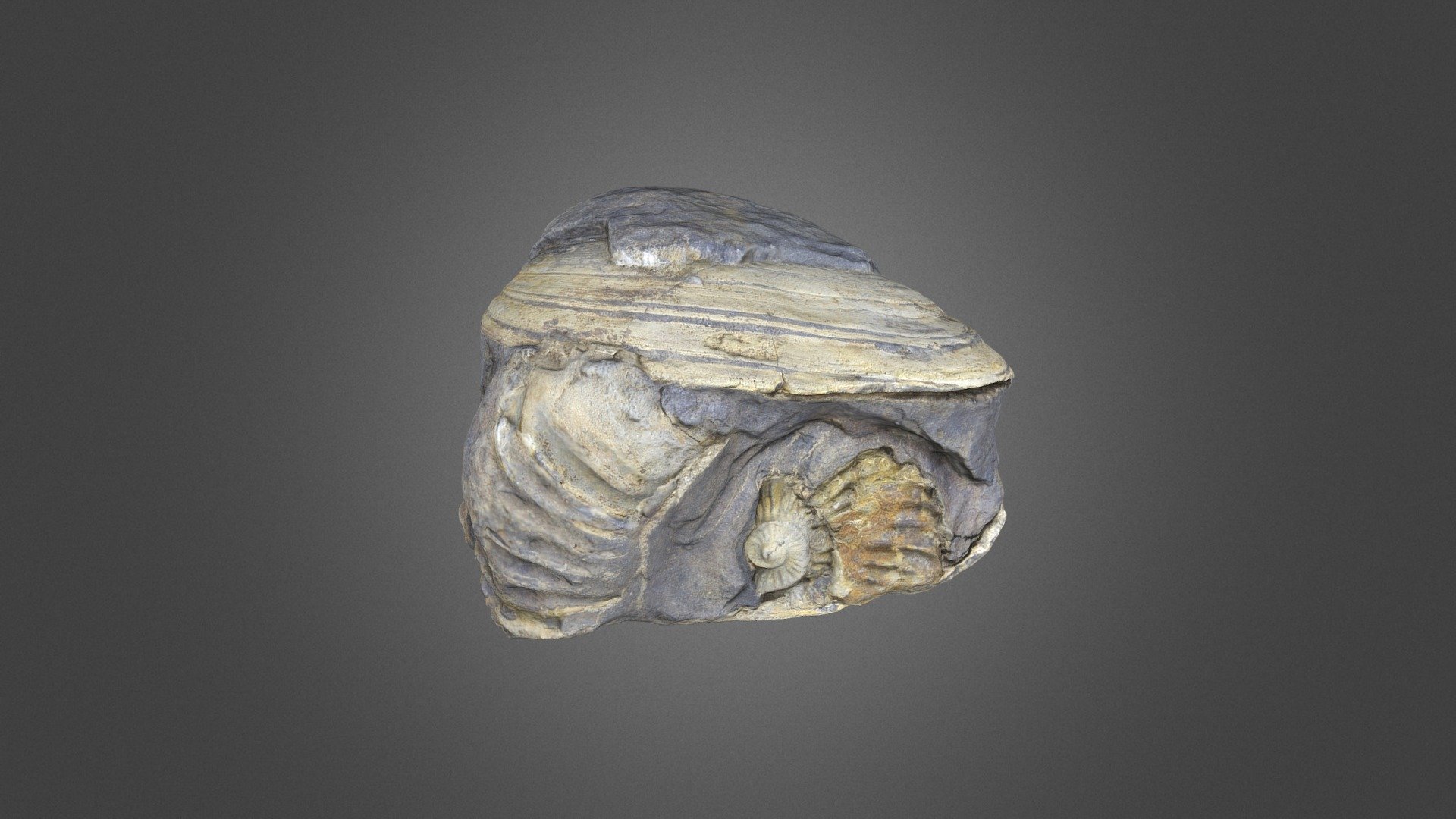 Cardinia sp. & Schlotheimia sp. - Download Free 3D model by Steinkern ...