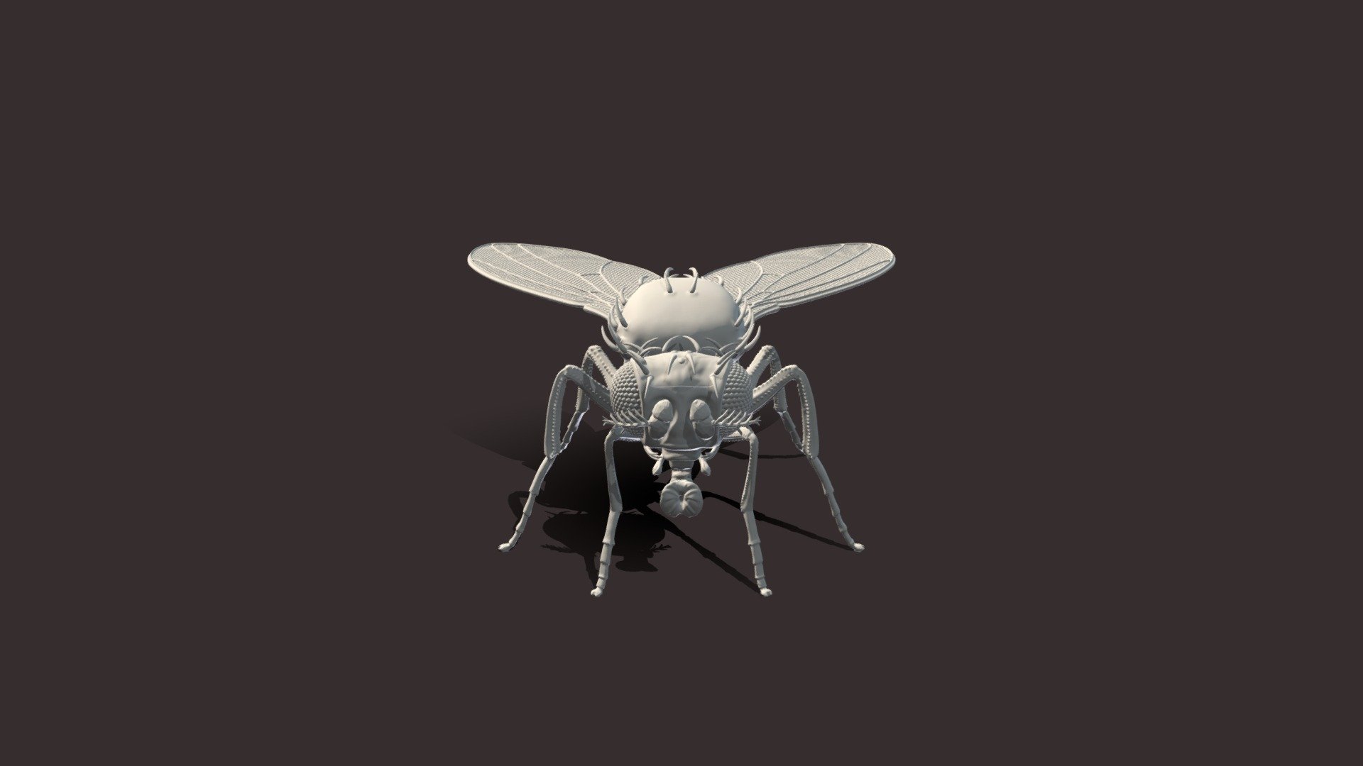 3D DROSOPHILA FLY MODEL - 3D model by joaquinvilla [22b1ccc] - Sketchfab