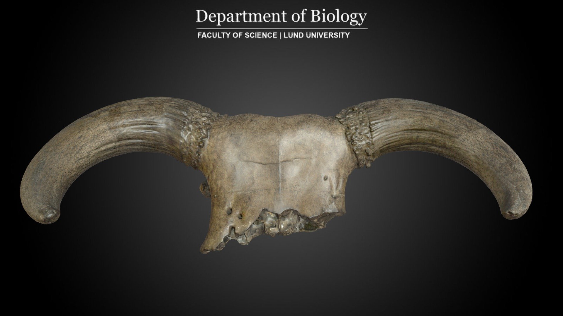 Cranium Of Aurochs Bos Primigenius 3d Model By 3d Lab Department Of Biology Lund
