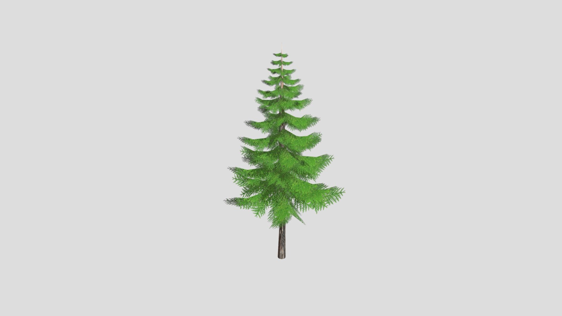 Fir Tree - Download Free 3D model by jussikajala [22b89df] - Sketchfab
