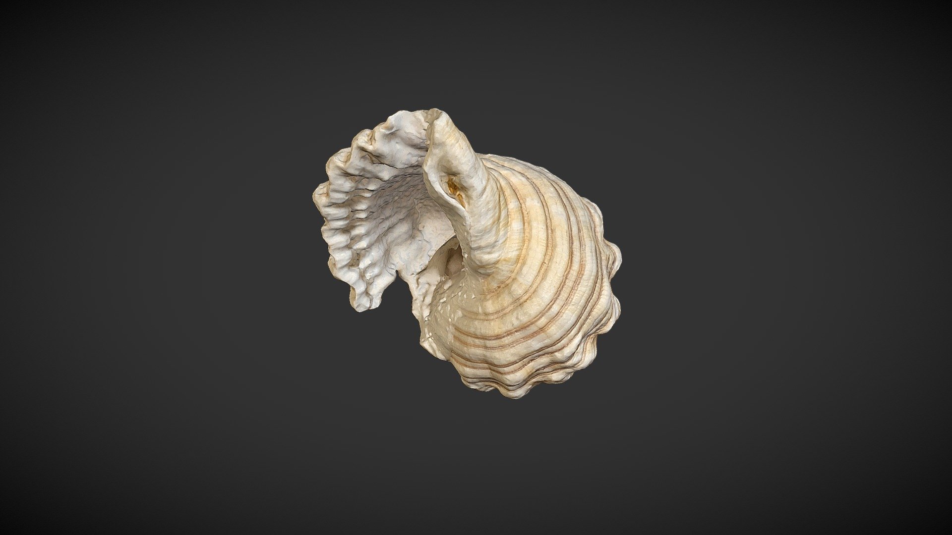 Shell - 3D model by leorbar [22c0ecb] - Sketchfab