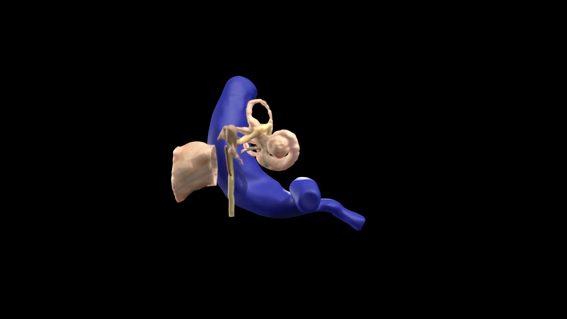 Sigmoid sinus test.c4d - 3D model by 91daniel.schneider [22cdd70 ...