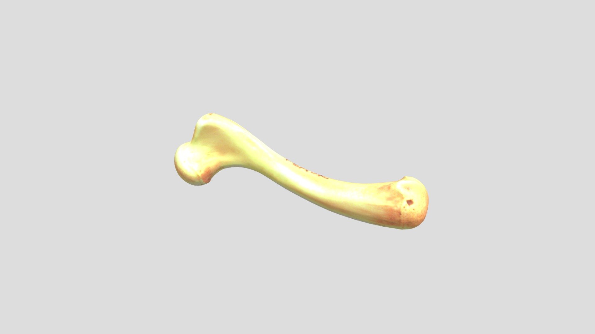 Chelydra serpentina (snapping turtle) - R femur - 3D model by ...