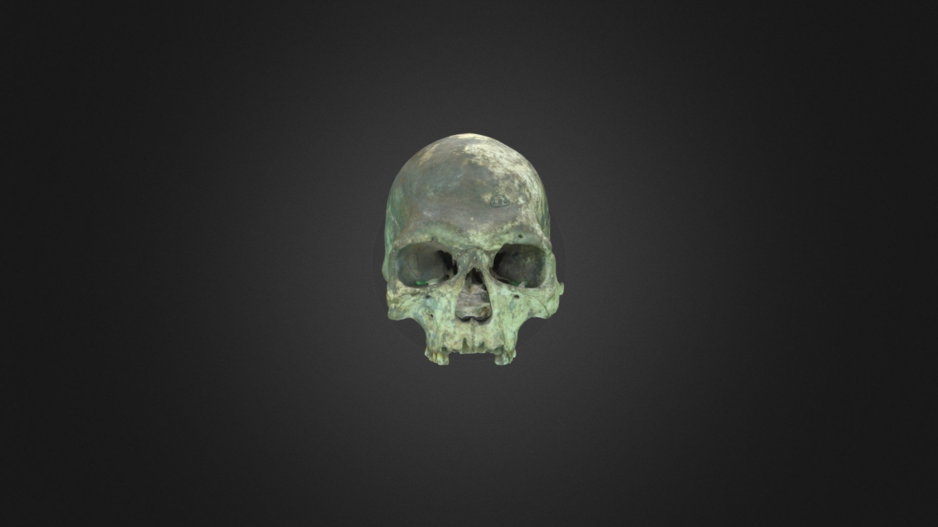 Possible prehistoric skull - 3D model by waterduvel [22d6476] - Sketchfab
