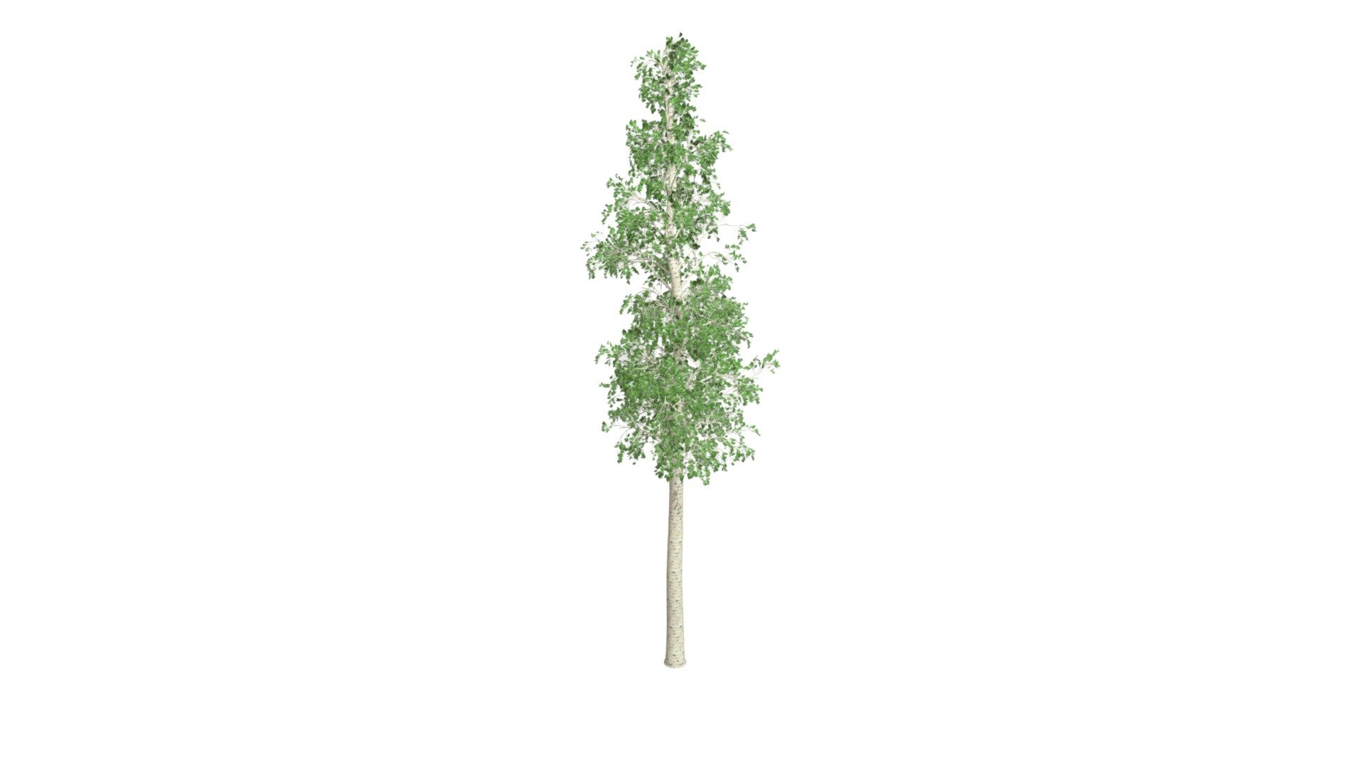 European Aspen Tree #05 - Buy Royalty Free 3D model by meshshape ...