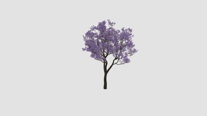 Jacaranda 3D models - Sketchfab