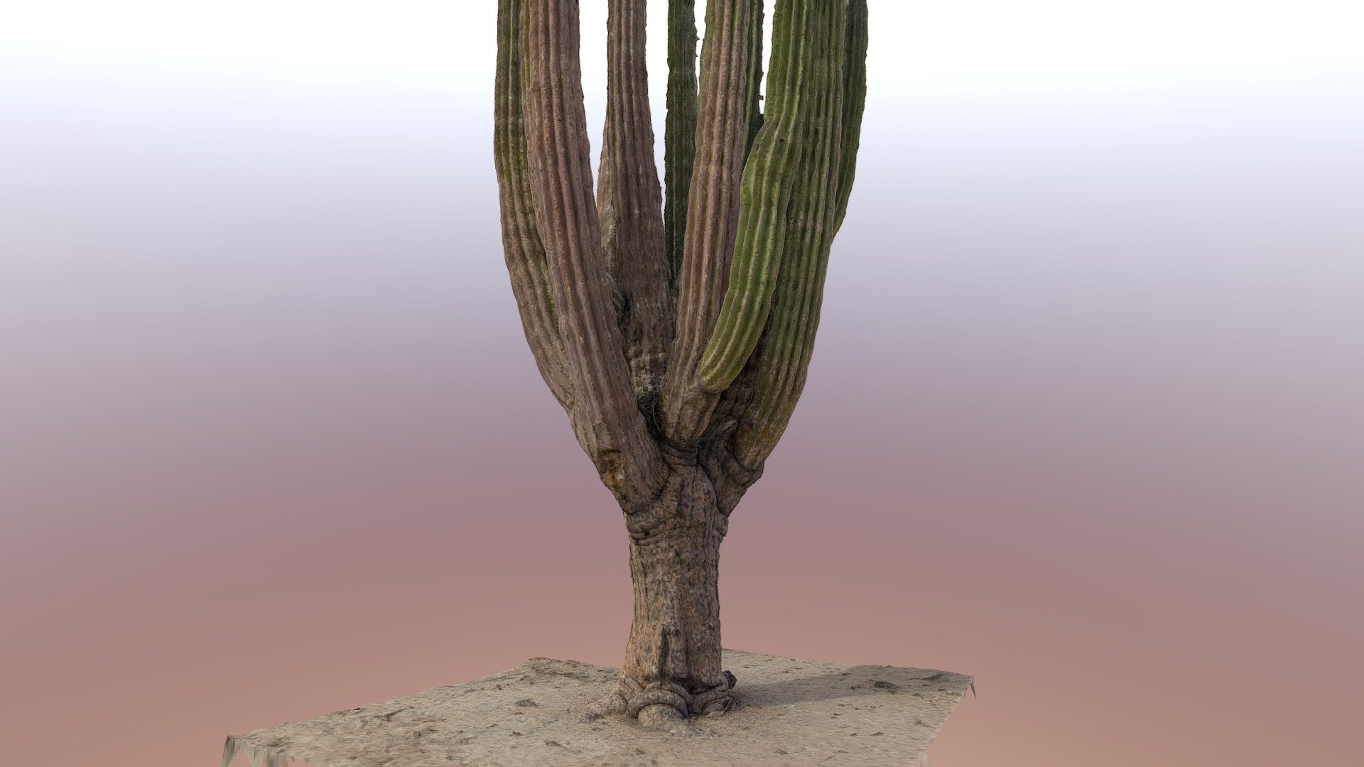 180612_041_cardon_a_ - 3D model by jmedina2 [22e1dca] - Sketchfab