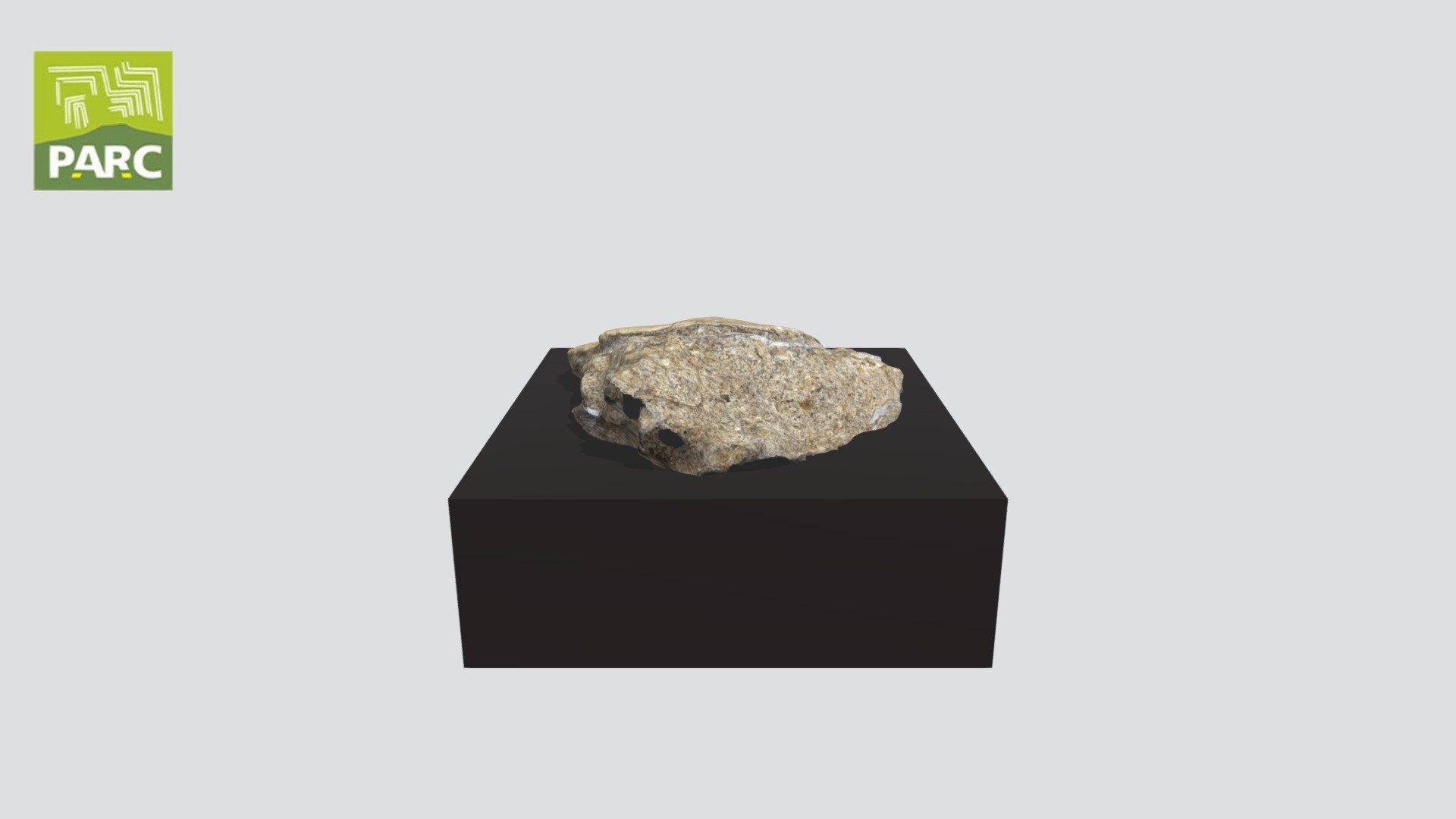 Scutella fossile - 3D model by PARC Museum (@parcgenoni) [22e2dd7 ...