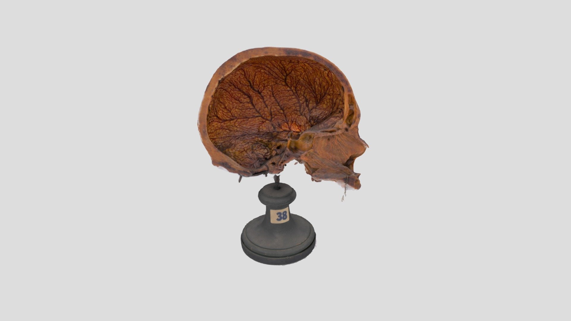 Human half skull (#38) - 3D model by SMA-UniGe [22e5f74] - Sketchfab