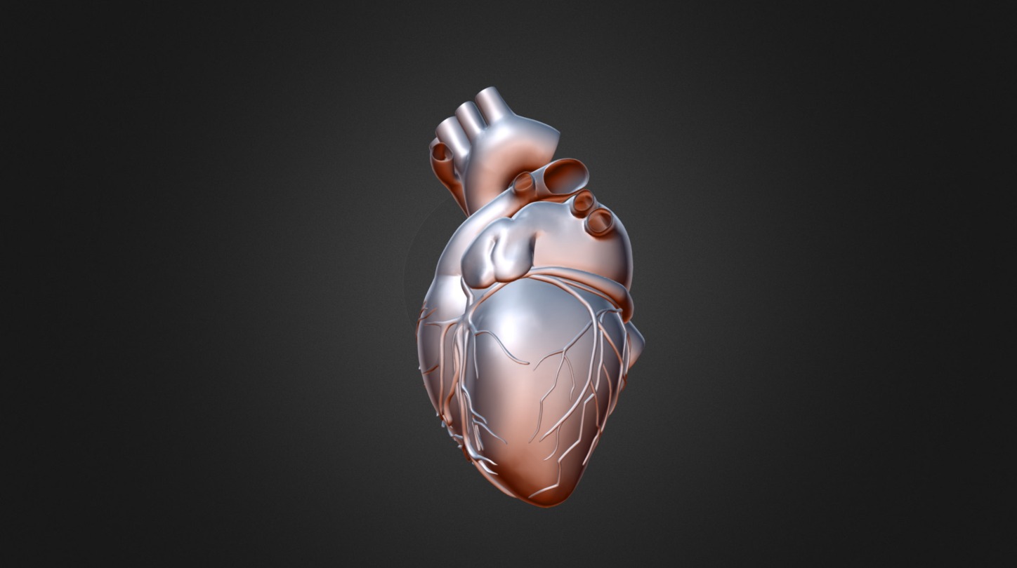 Anatomical Heart (1) - Download Free 3D model by AFcBigfoot [22e643e ...