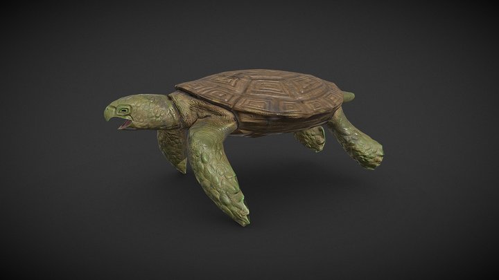 Turtle 3D models - Sketchfab