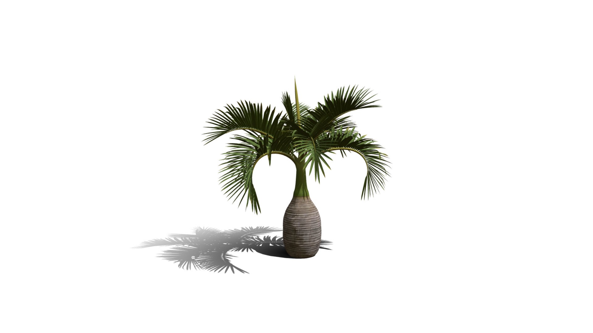 Realistic HD Bottle palm (9/15) - Download Free 3D model by ...