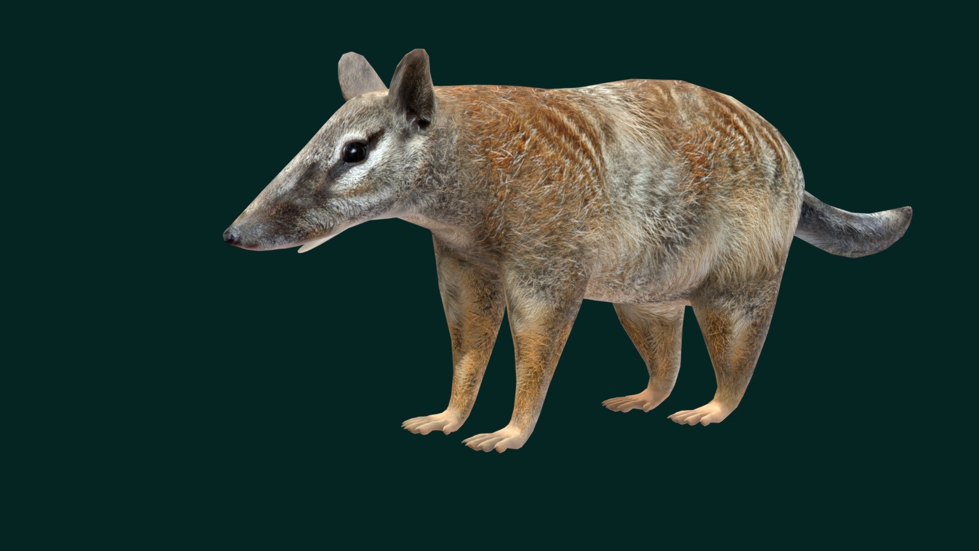 Numbat Animal (Lowpoly) - 3D model by Nyilonelycompany [22f18f7 ...