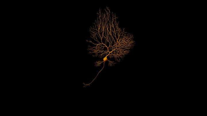 Neuronas 3D models - Sketchfab