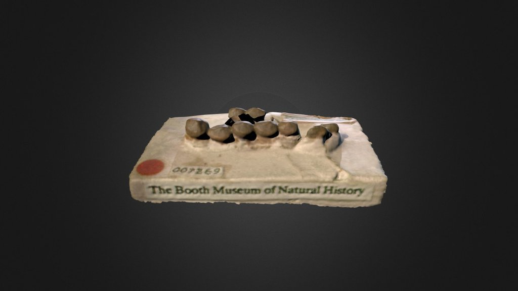 Gyrodus dixoni (BMB 007269) - 3D model by VirtualNHM [22fb7b7] - Sketchfab