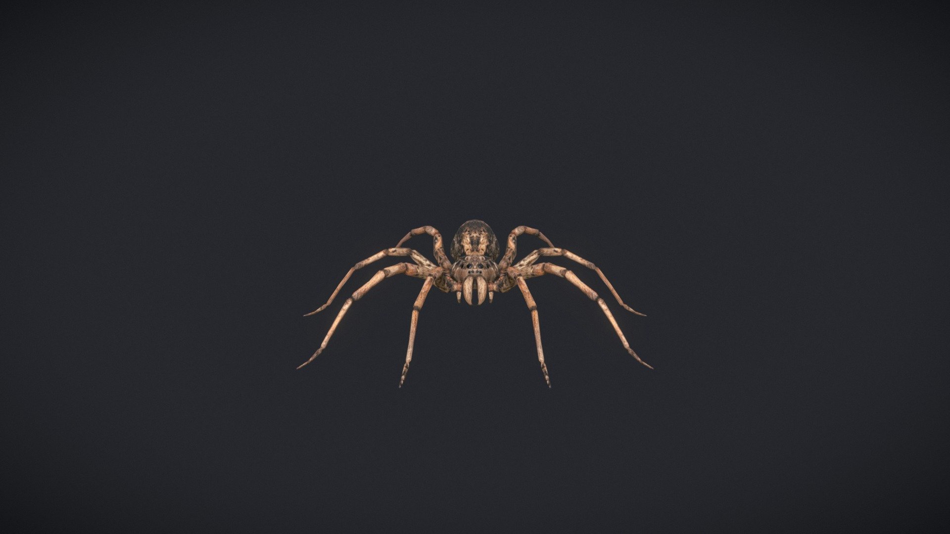 Spider - 3D model by zivjeli [22fc1d4] - Sketchfab