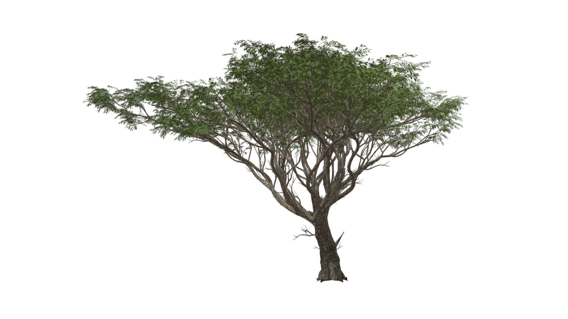 Acacia Tree #08 - Buy Royalty Free 3D model by meshshape [22fdb77 ...