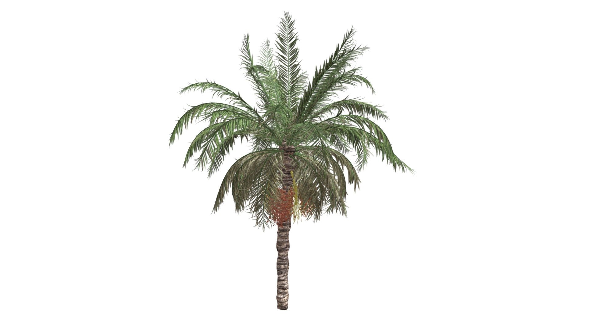 Date Palm Tree #03 - Buy Royalty Free 3D model by meshshape [22ff12d ...