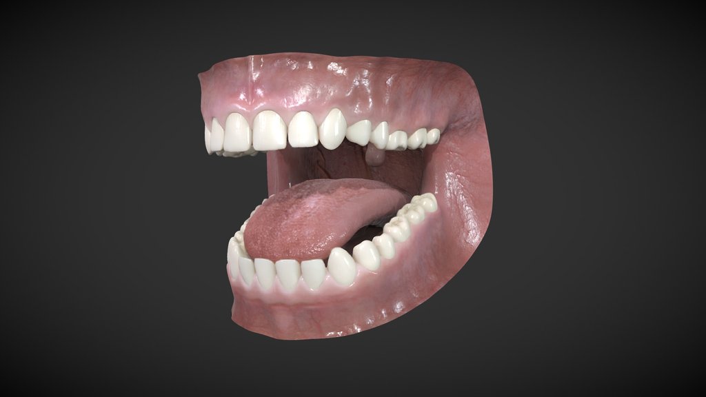 Human Anatomy - A 3D model collection by Đức Đào Minh (@dmd_hn) - Sketchfab