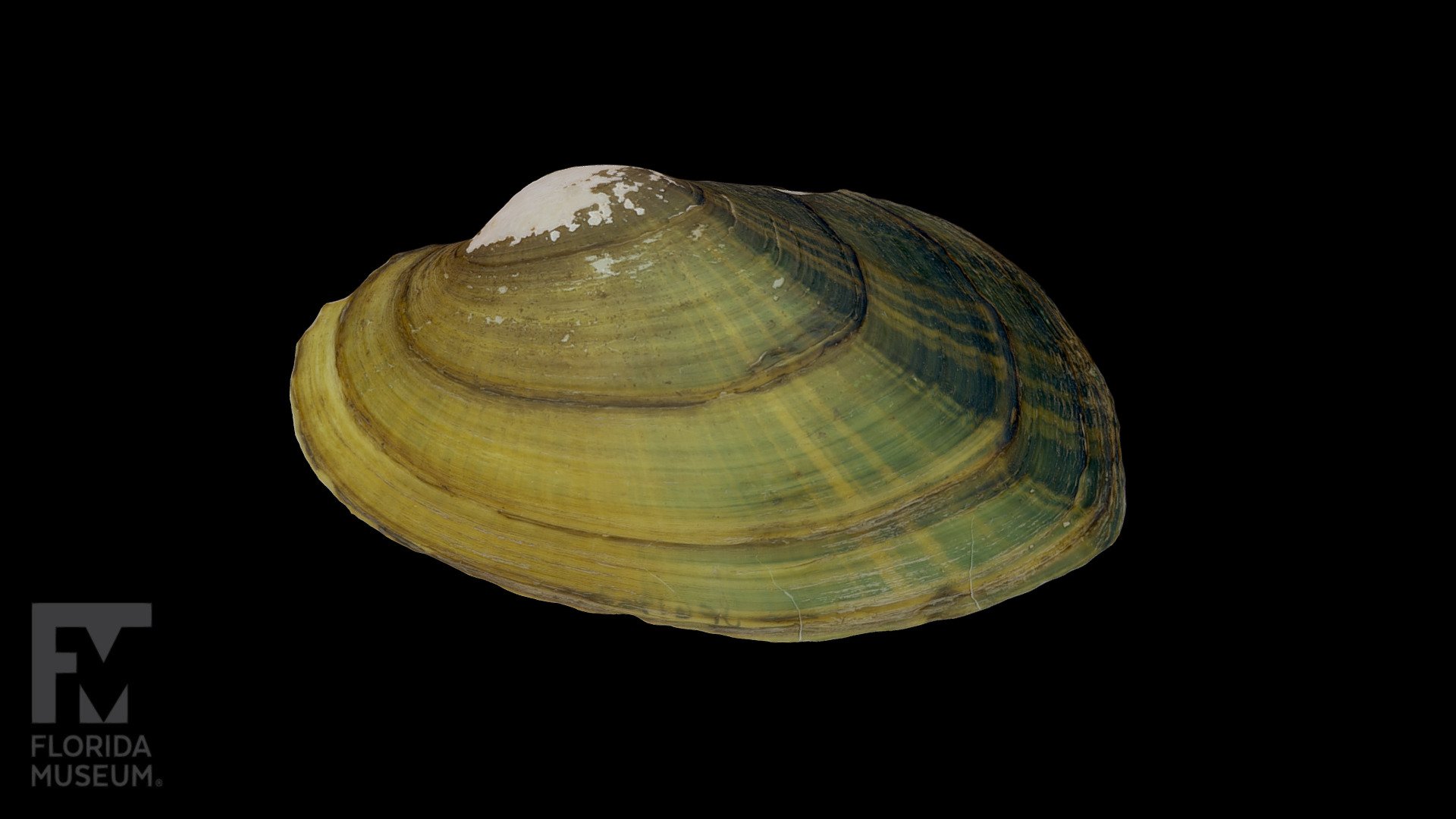 Alabama creekmussel - Freshwater Mussel - 3D model by FloridaMuseum ...