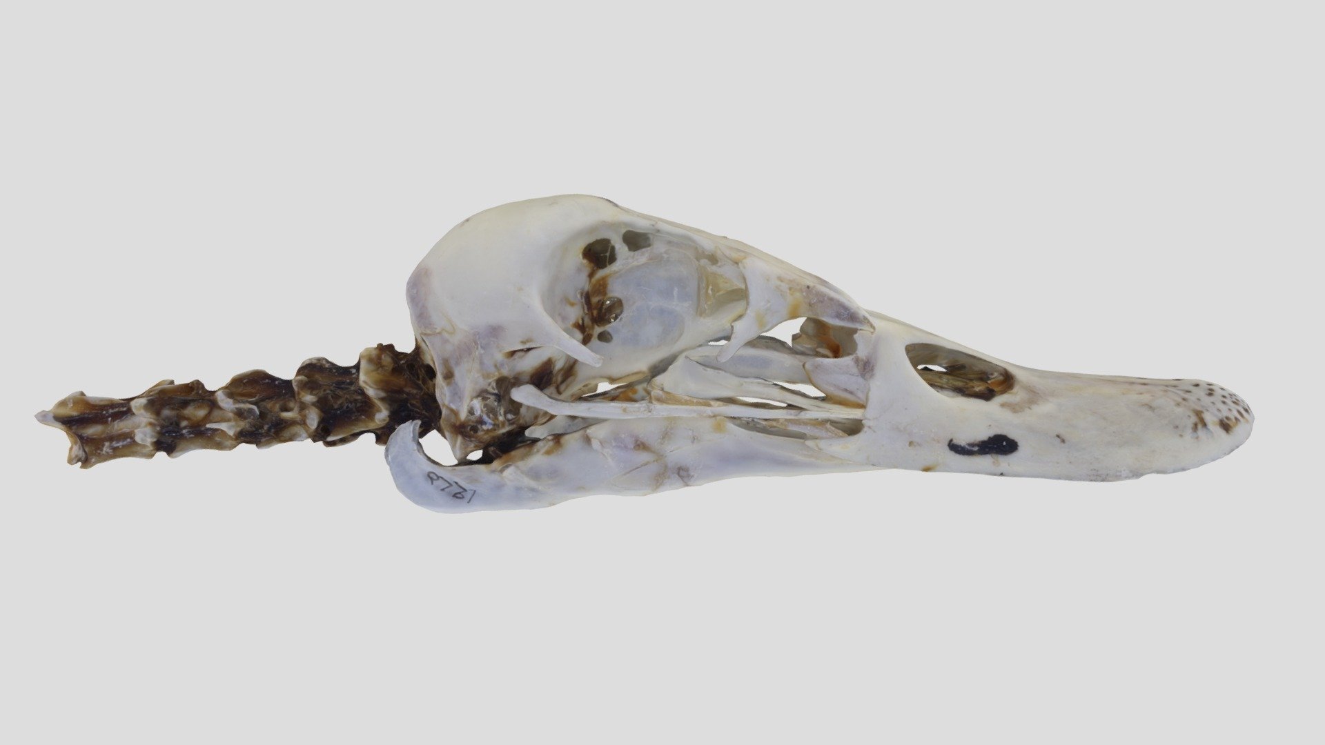 UWYMV:Bird:1220, Aythya affinis, Skull - 3D model by University of ...